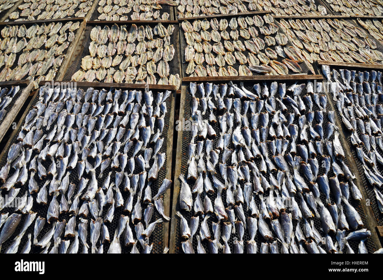 Fish fillets drying in the sun at a fish-processing factory, Pangkor ...