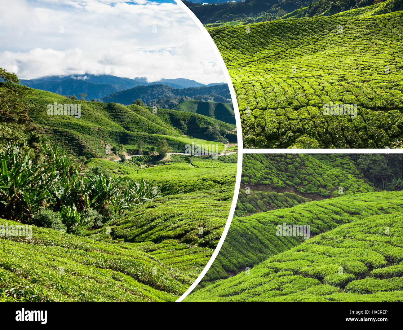 Collage of Malaysia,tea plantation in Cameron highlands Stock Photo - Alamy