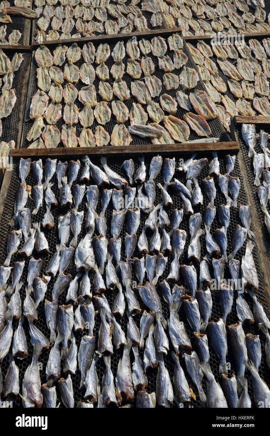 Fish fillets drying in the sun at a fish-processing factory, Pangkor ...
