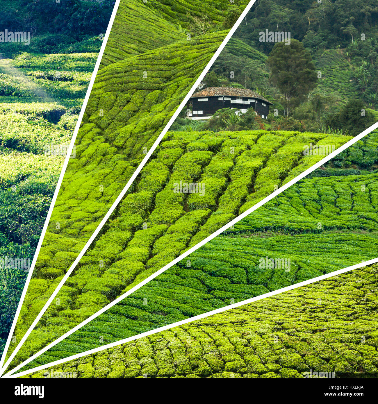 Collage of Malaysia,tea plantation in Cameron highlands Stock Photo - Alamy