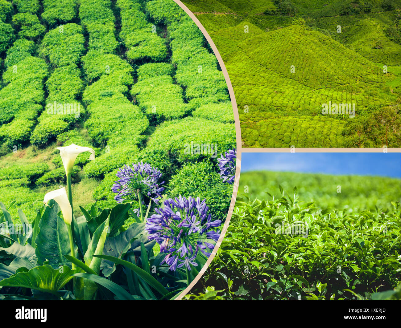Collage of Malaysia,tea plantation in Cameron highlands Stock Photo - Alamy