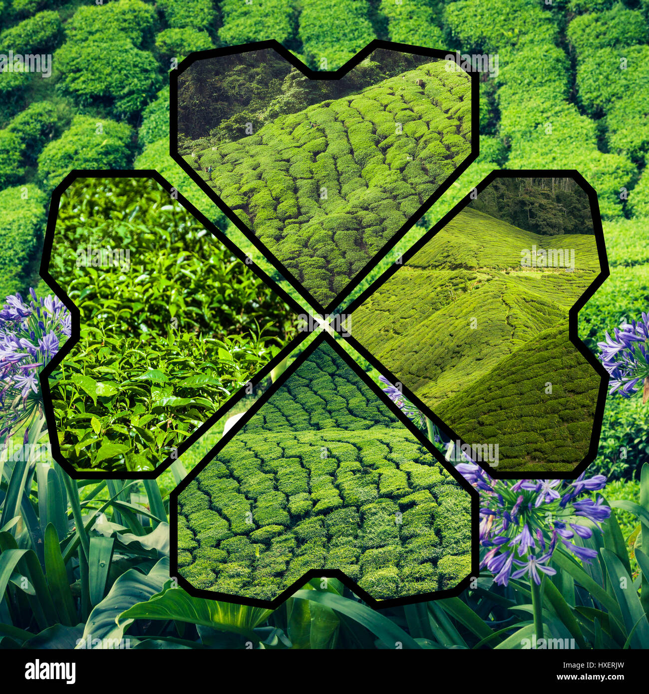 Collage of Malaysia,tea plantation in Cameron highlands Stock Photo - Alamy