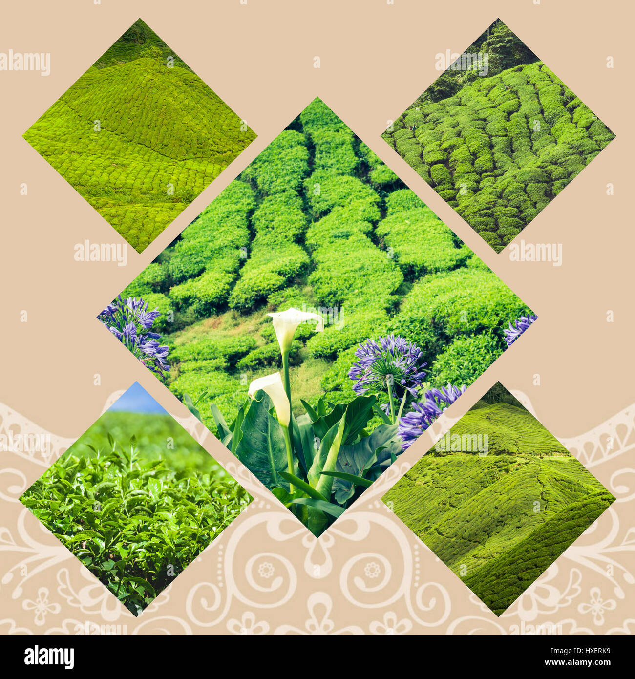 Collage of Malaysia,tea plantation in Cameron highlands Stock Photo - Alamy