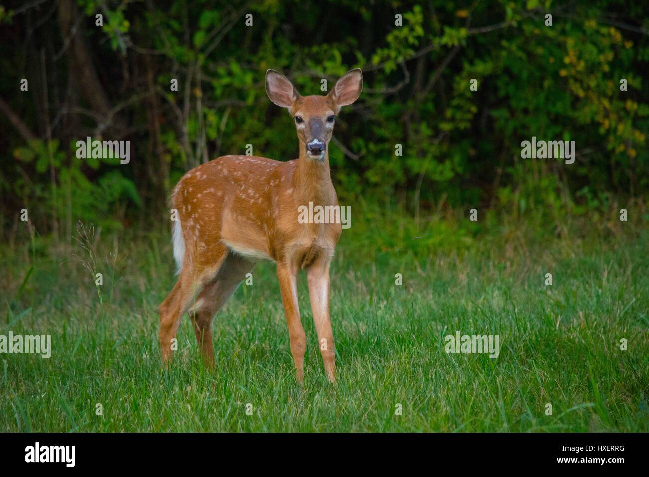 Spotted fawn hi-res stock photography and images - Alamy