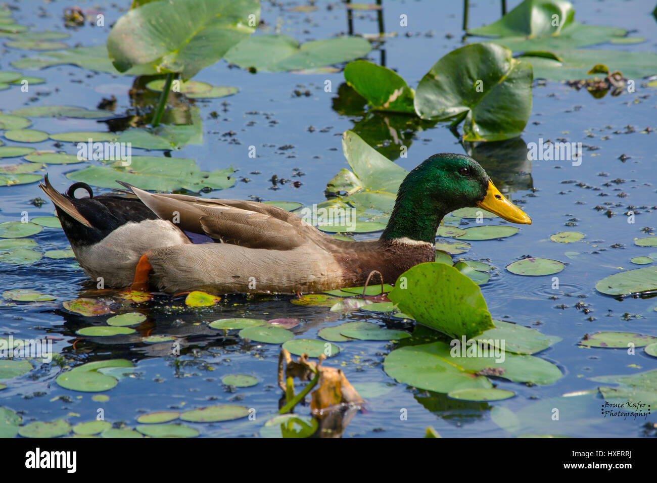 mallard facing right Stock Photo - Alamy