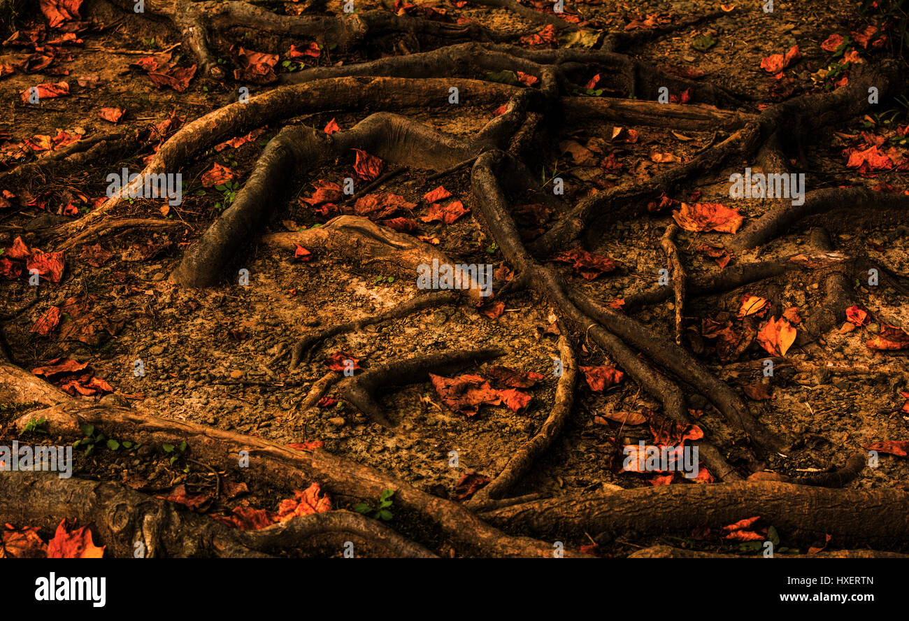 Haunted roots hi-res stock photography and images - Alamy