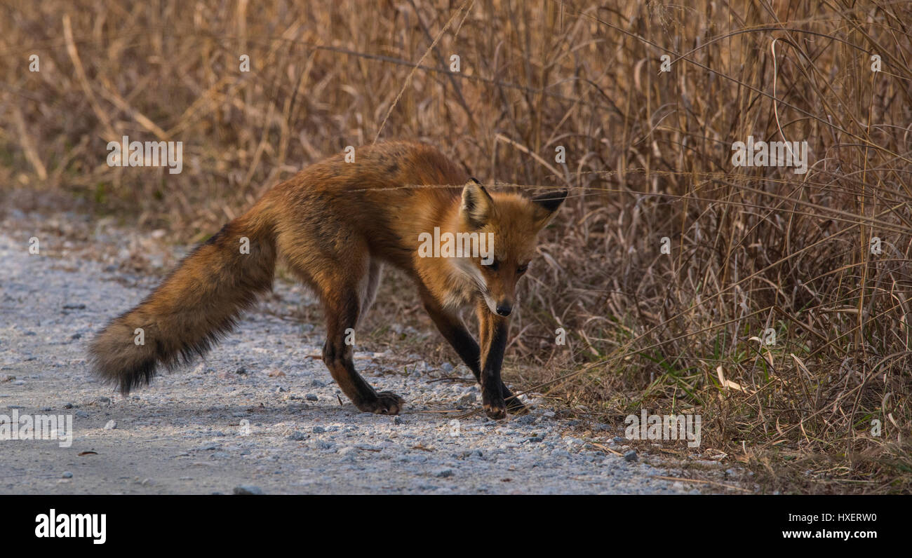 Red Tail Fox Stock Photo - Alamy