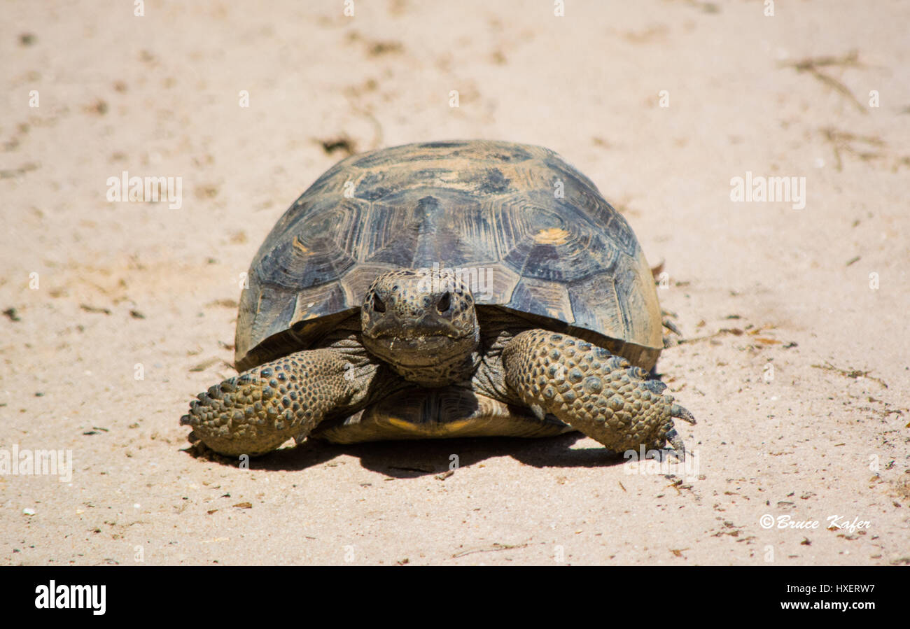Sanibel island tortoise hi-res stock photography and images - Alamy