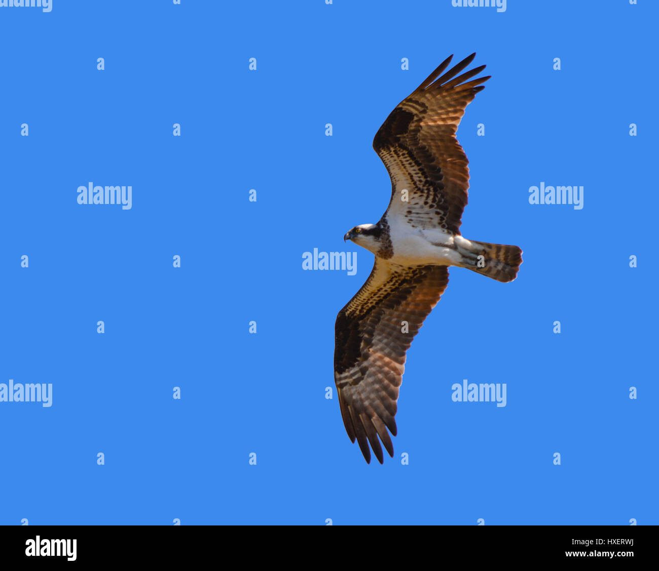 Osprey female hi-res stock photography and images - Alamy