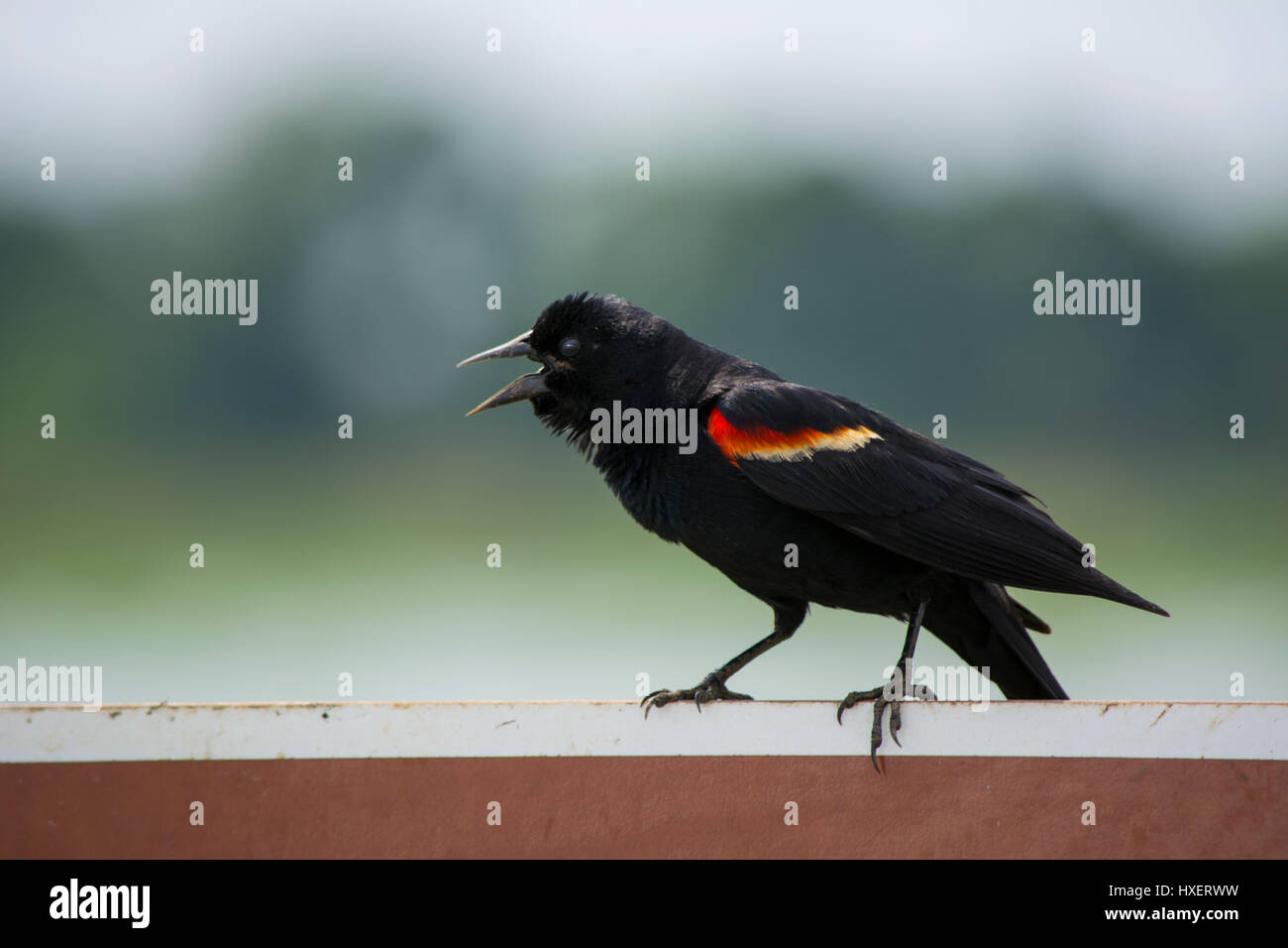 Red wing black bird Stock Photo - Alamy