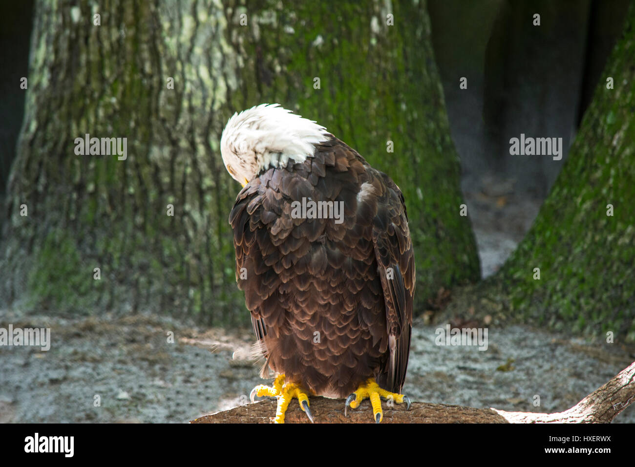 Bald Eagle Sleeping Stock Photo - Alamy