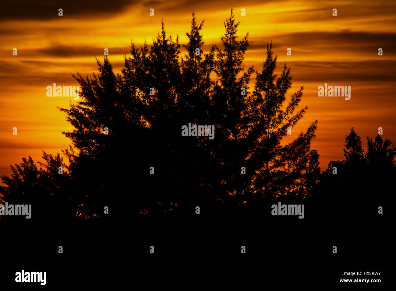 setting sun behind trees Stock Photo - Alamy