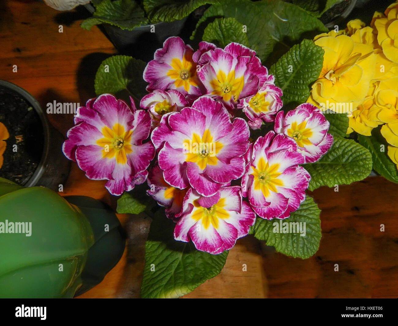 The variety of Primrose with green leaves Stock Photo - Alamy