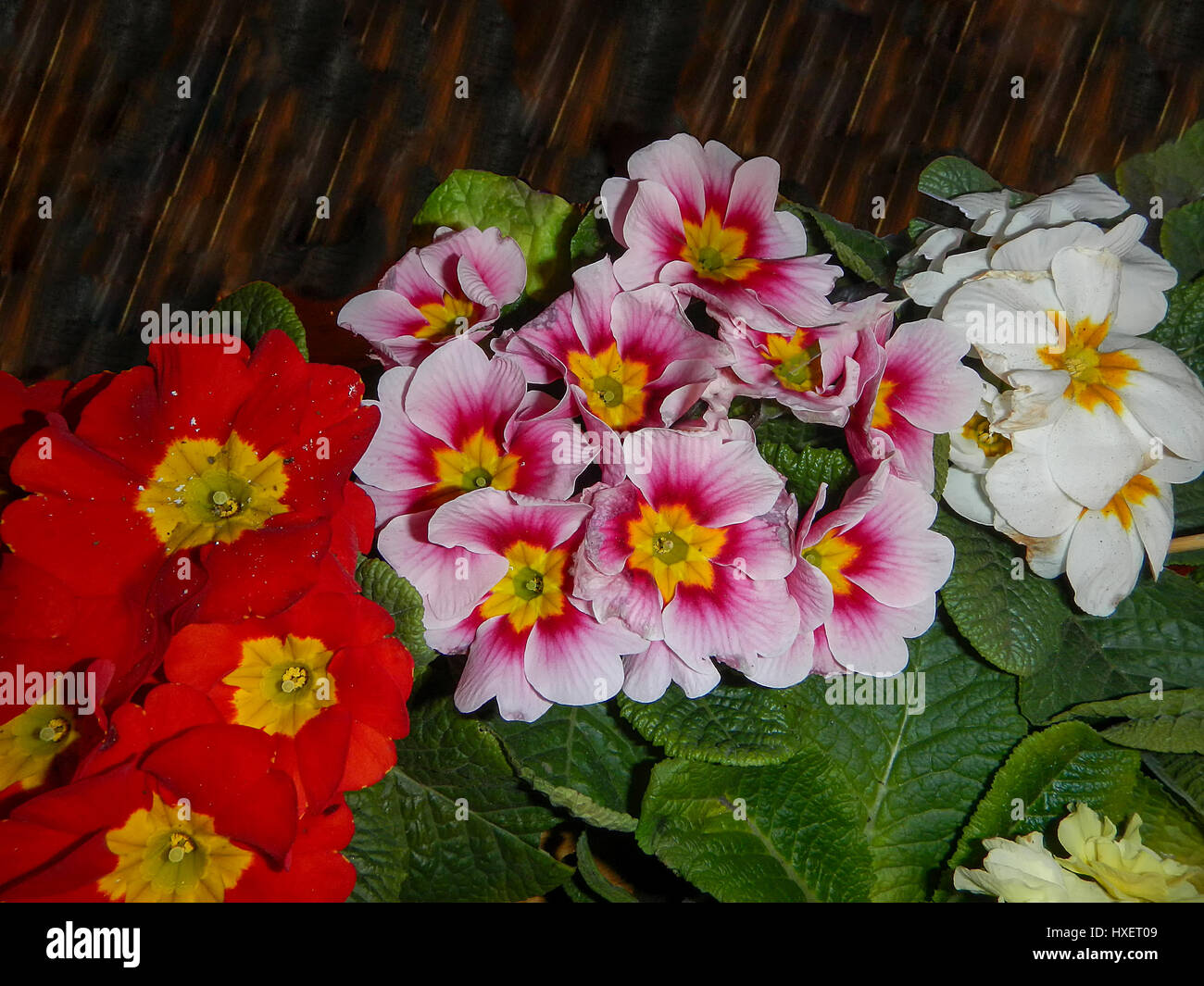 The variety of Primrose with green leaves Stock Photo - Alamy