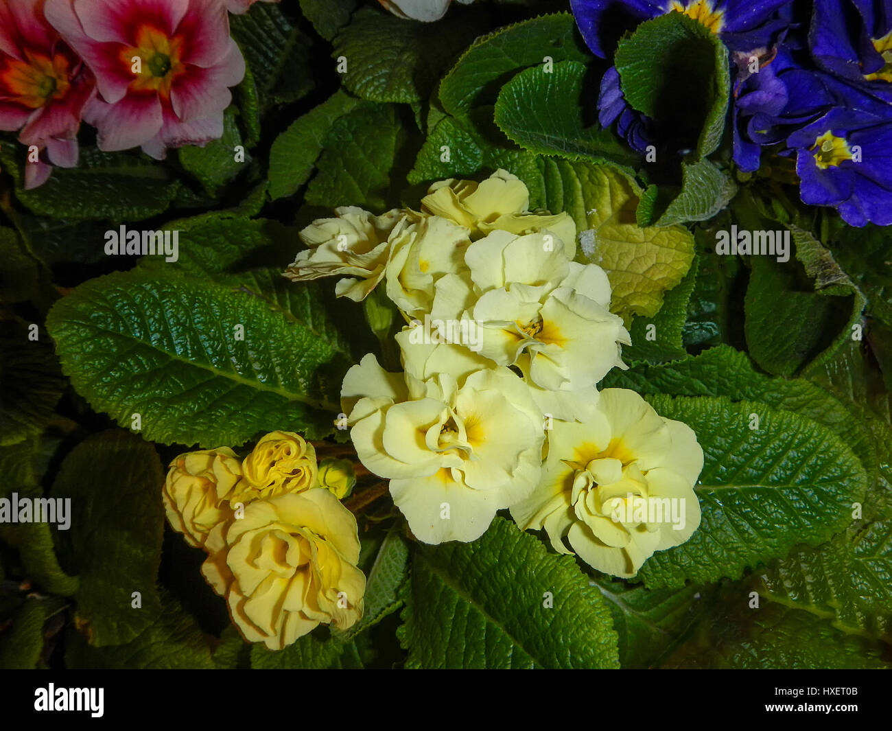 The variety of Primrose with green leaves Stock Photo - Alamy