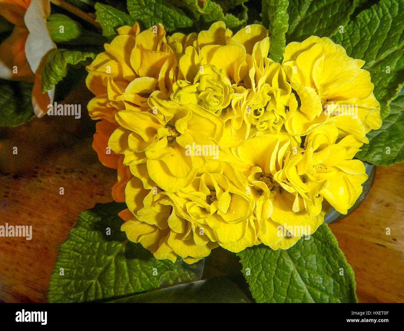 The variety of Primrose with green leaves Stock Photo - Alamy
