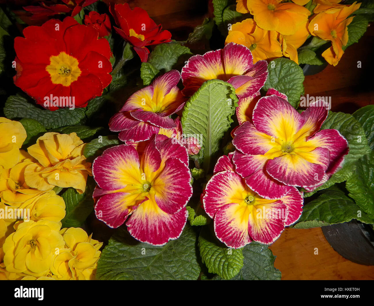 The variety of Primrose with green leaves Stock Photo - Alamy