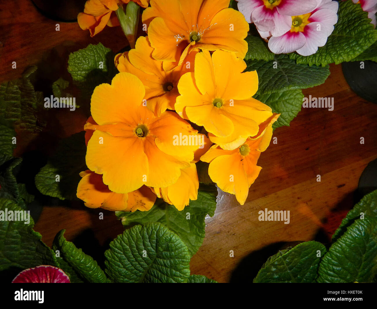 The variety of Primrose with green leaves Stock Photo - Alamy