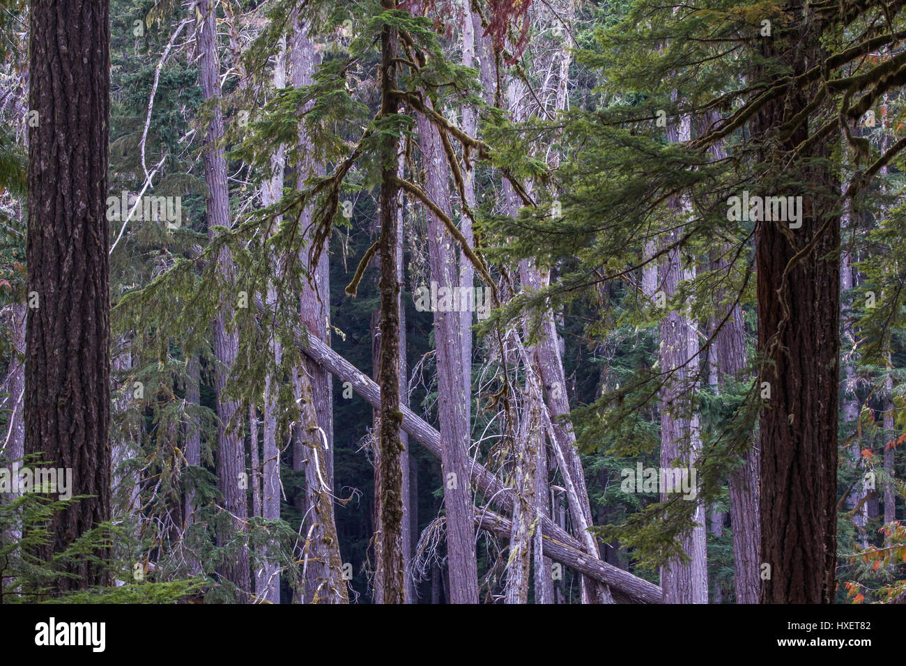 Straight lines in nature hi-res stock photography and images - Alamy