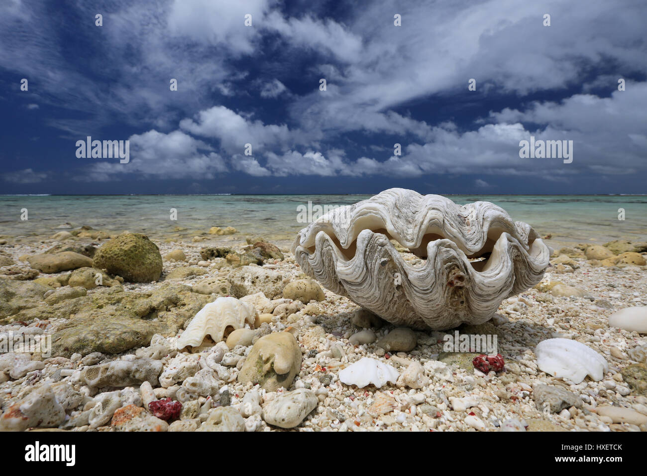 Tridacna shell hi-res stock photography and images - Alamy