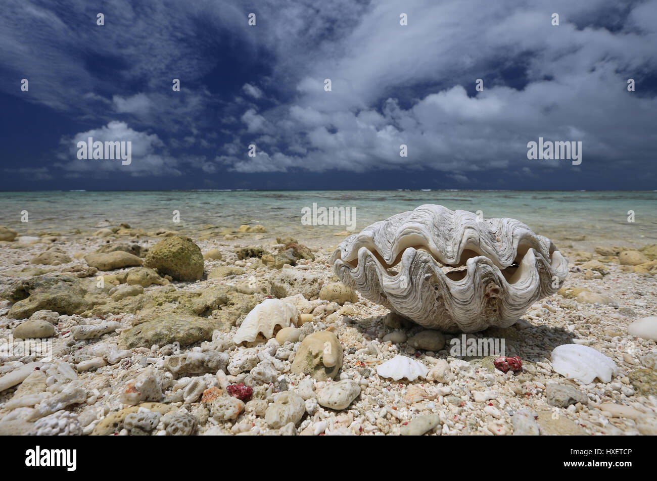 Giant Clams Stock Photos & Giant Clams Stock Images - Alamy