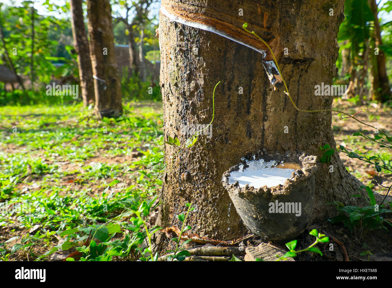 Gibea milk hi-res stock photography and images - Alamy