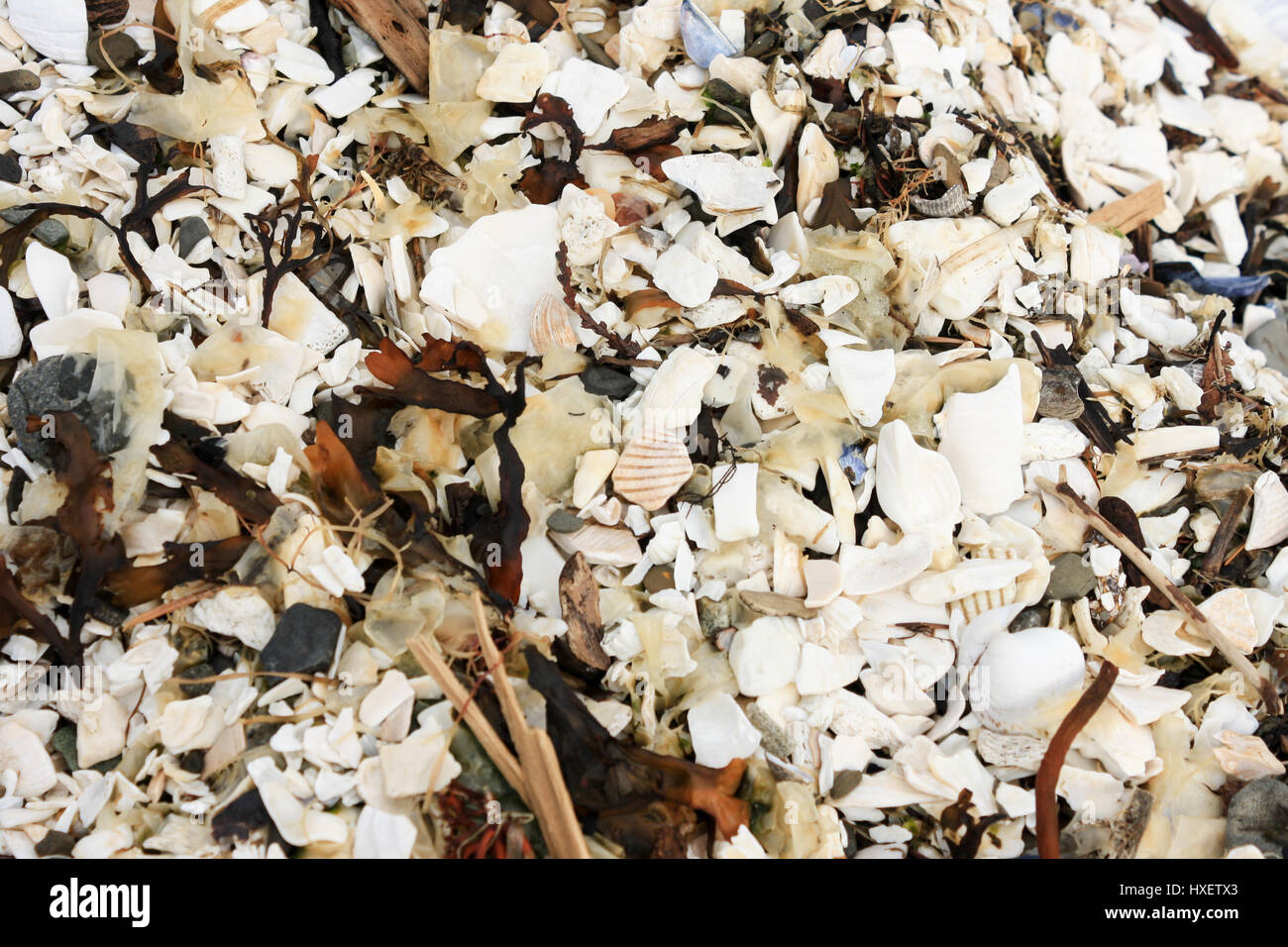 Shell Middens on a beach, Galiano Island, BC Stock Photo - Alamy