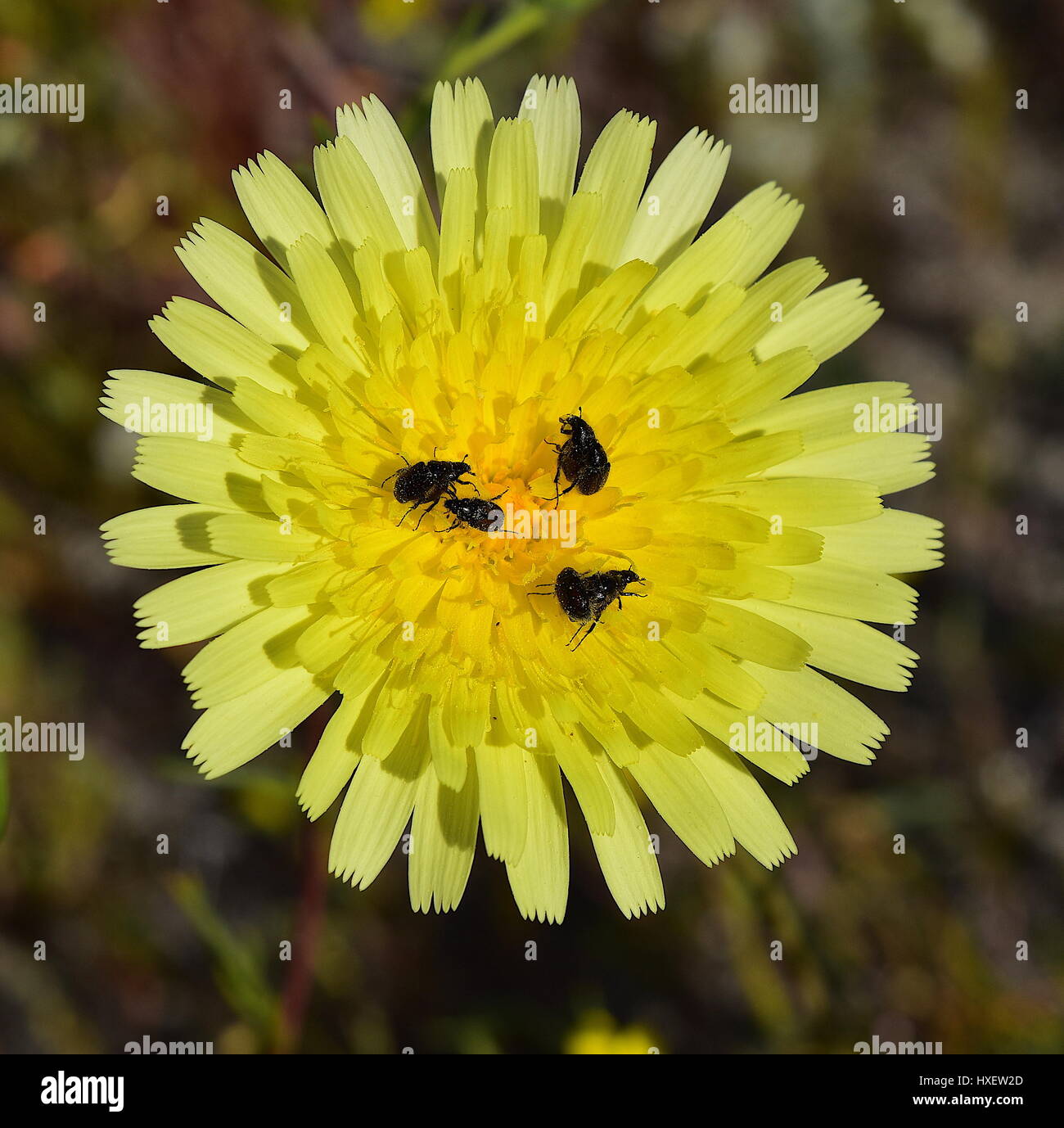 Desert Dandelion with pollinator beetles Stock Photo - Alamy