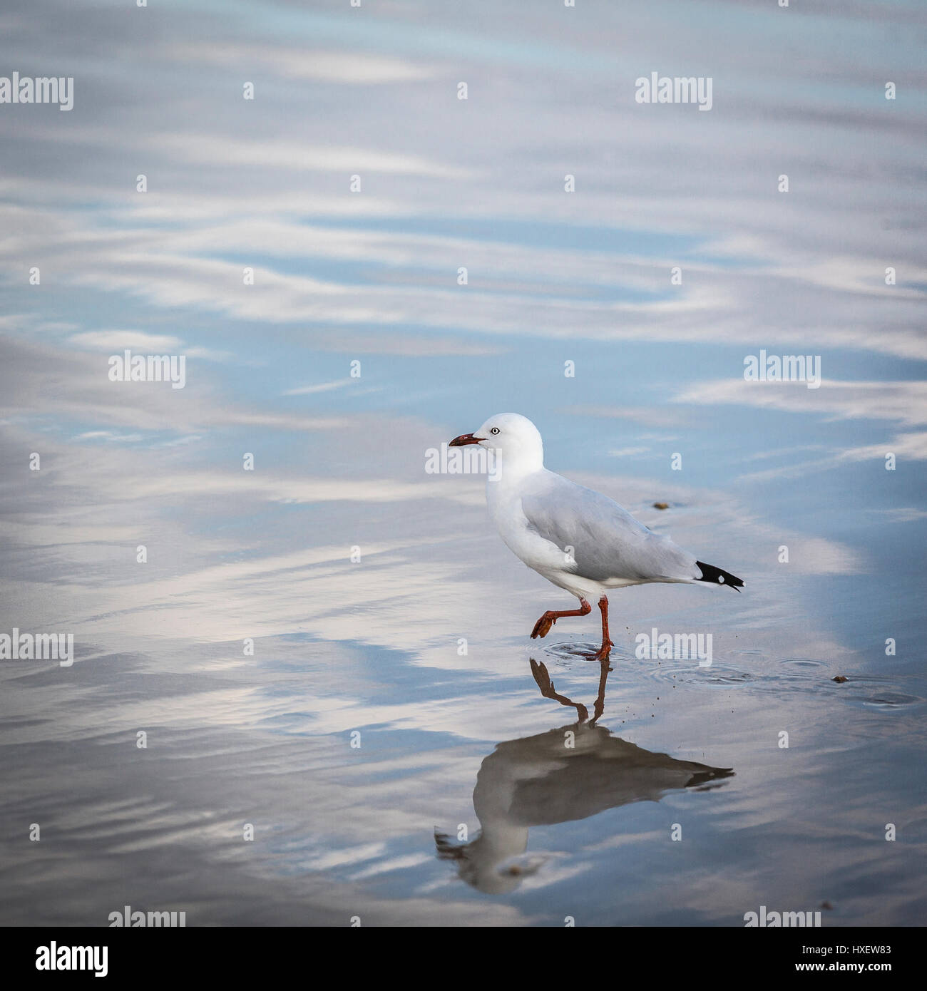 A Silver gull wades through the low watermark on an Australian beach ...