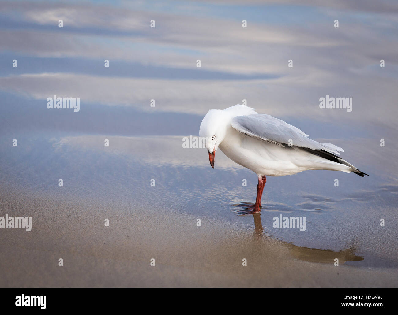 A Silver gull wades through the low watermark on an Australian beach ...