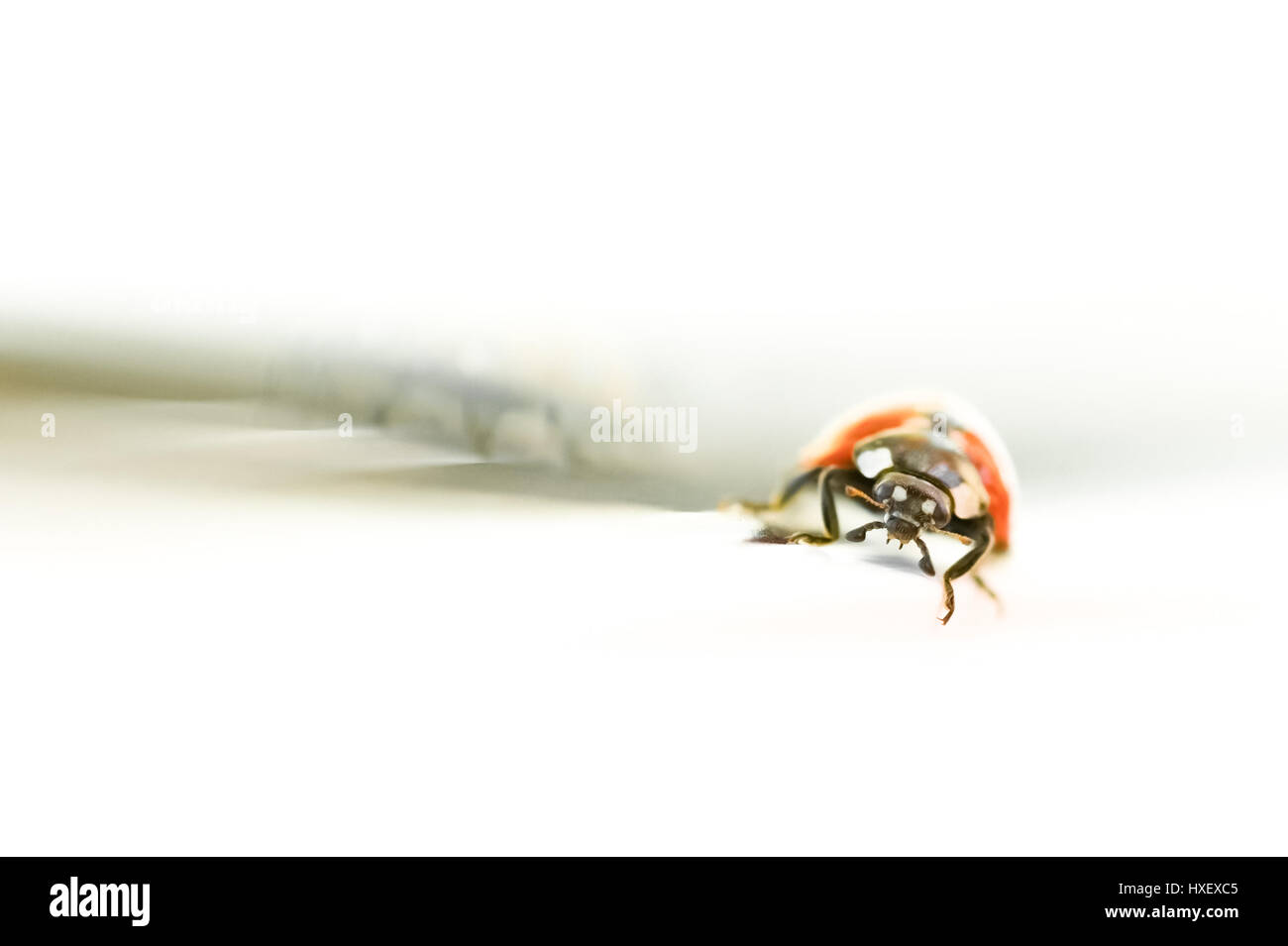 ladybug on a window ledge with a faint reflection on the glass behind ...