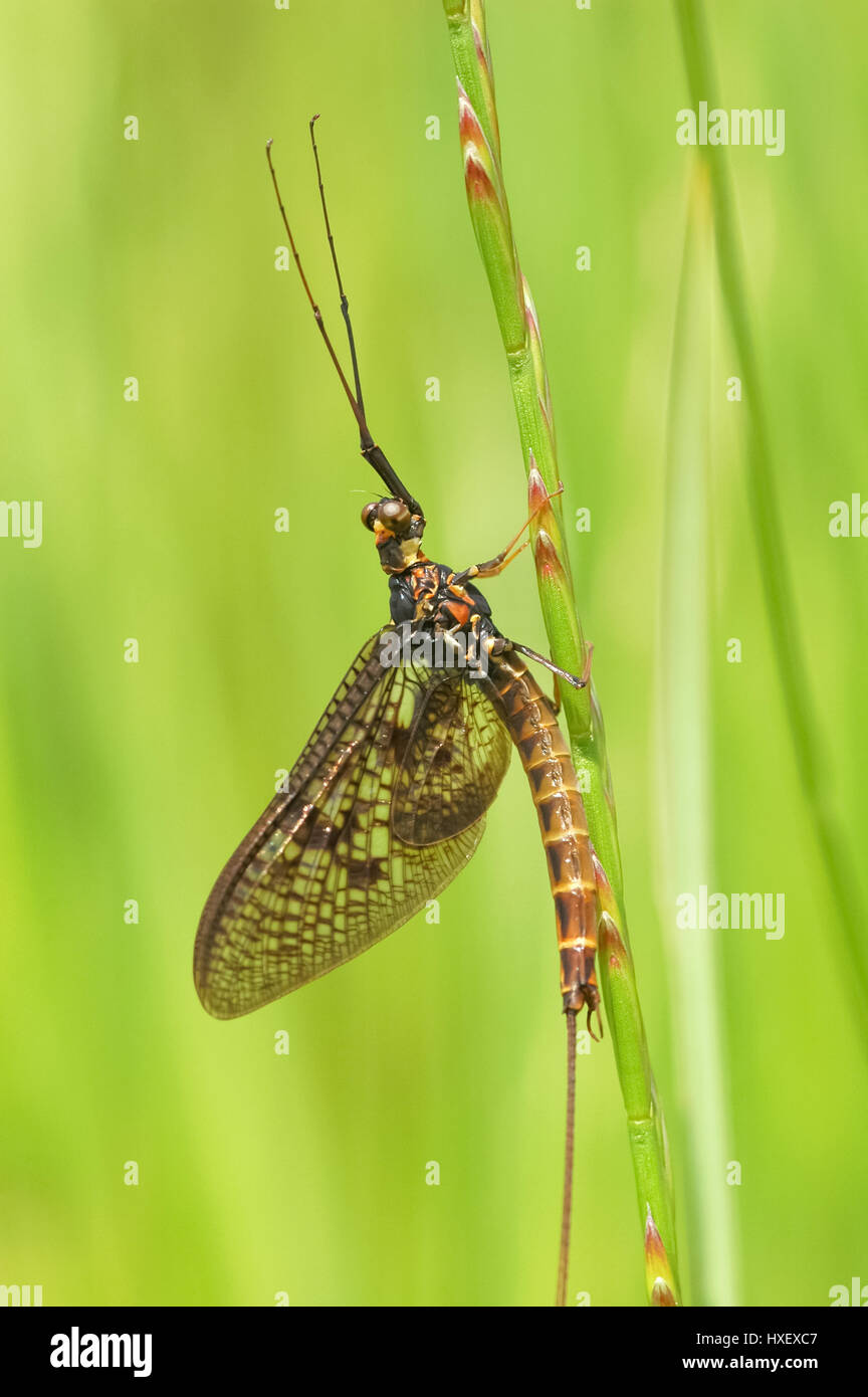 Scary looking insects hi-res stock photography and images - Alamy