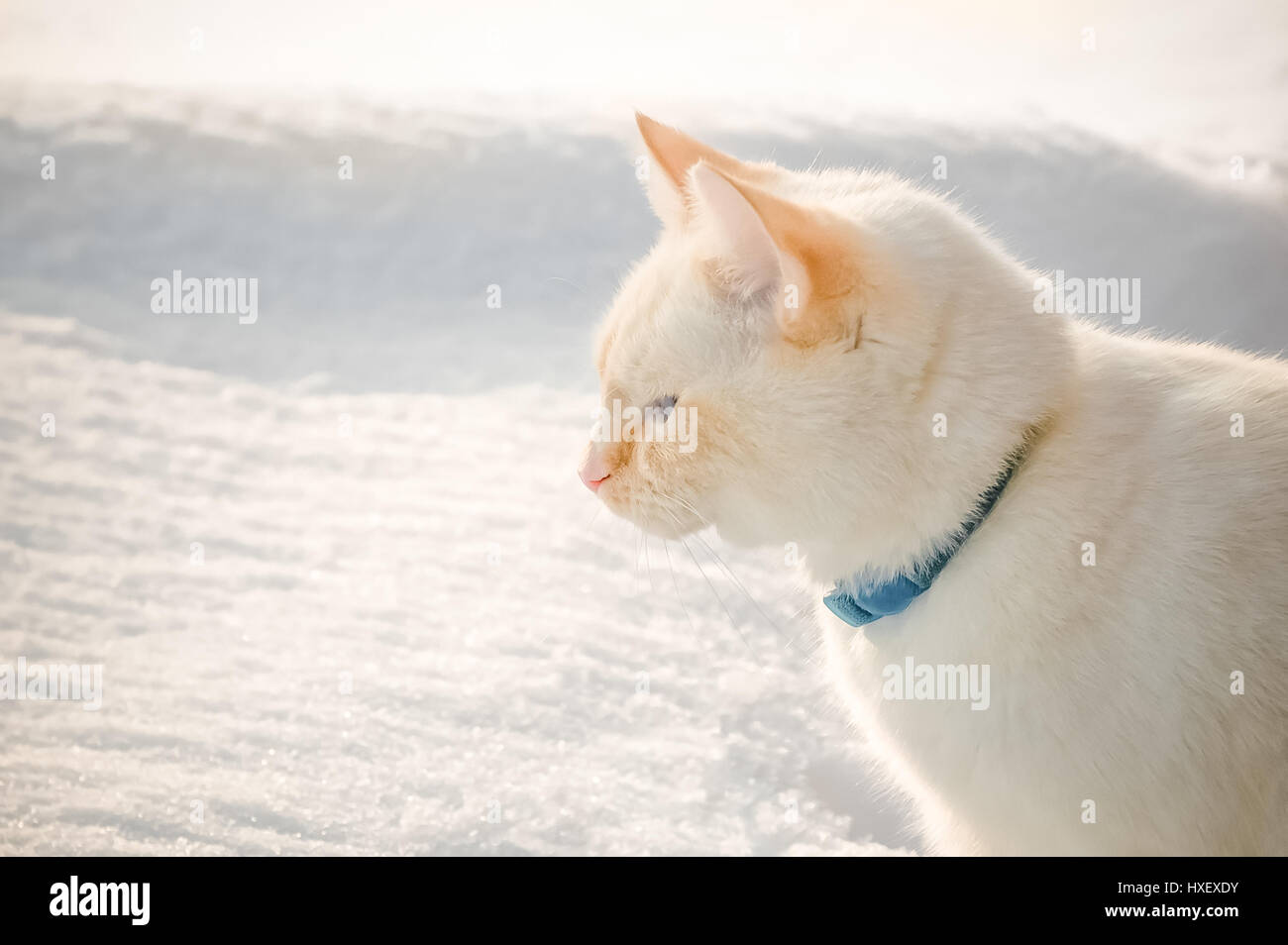 White cat in snow hi-res stock photography and images - Alamy