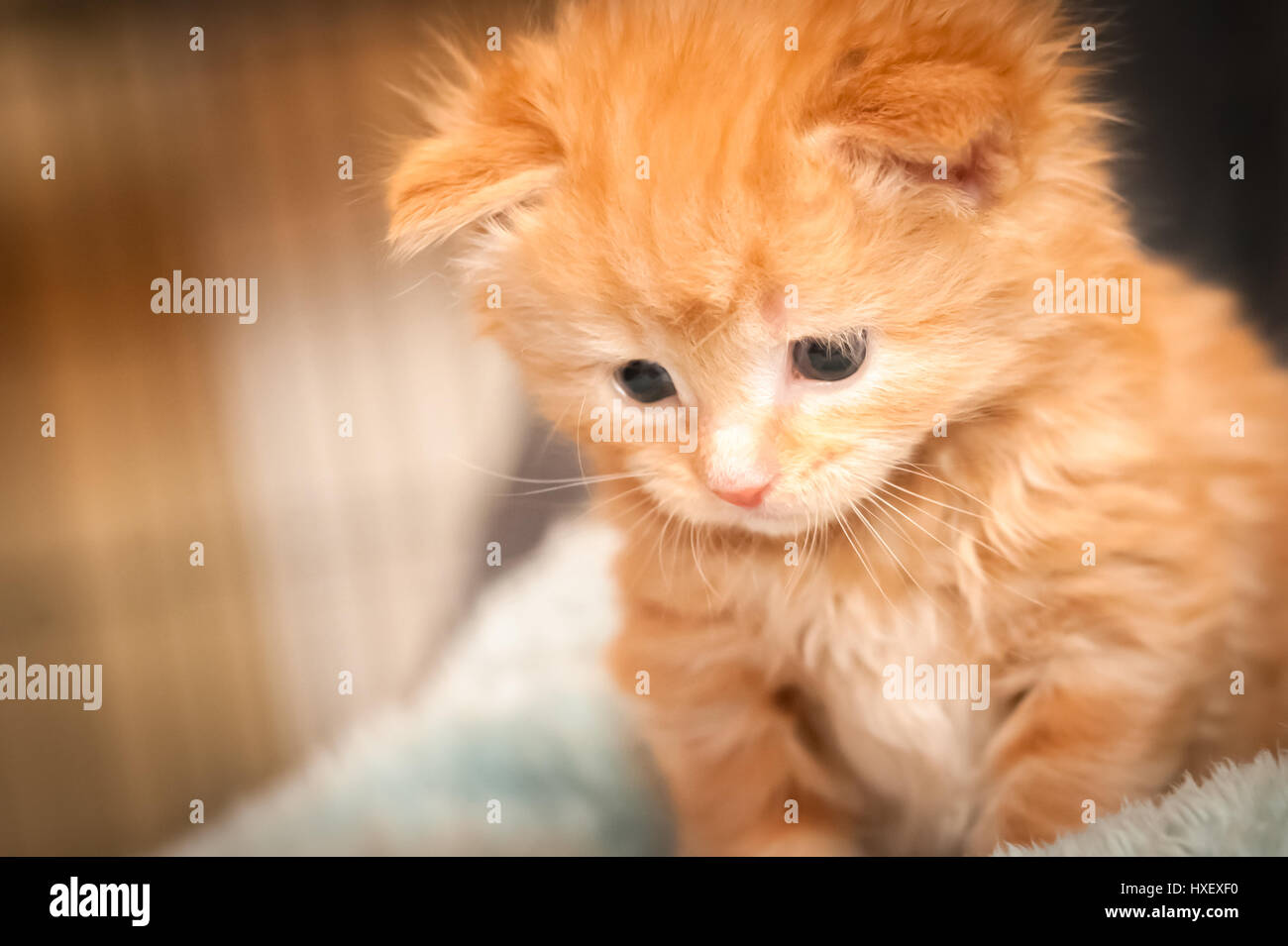 closeup of a beautiful ginger kitten Stock Photo - Alamy