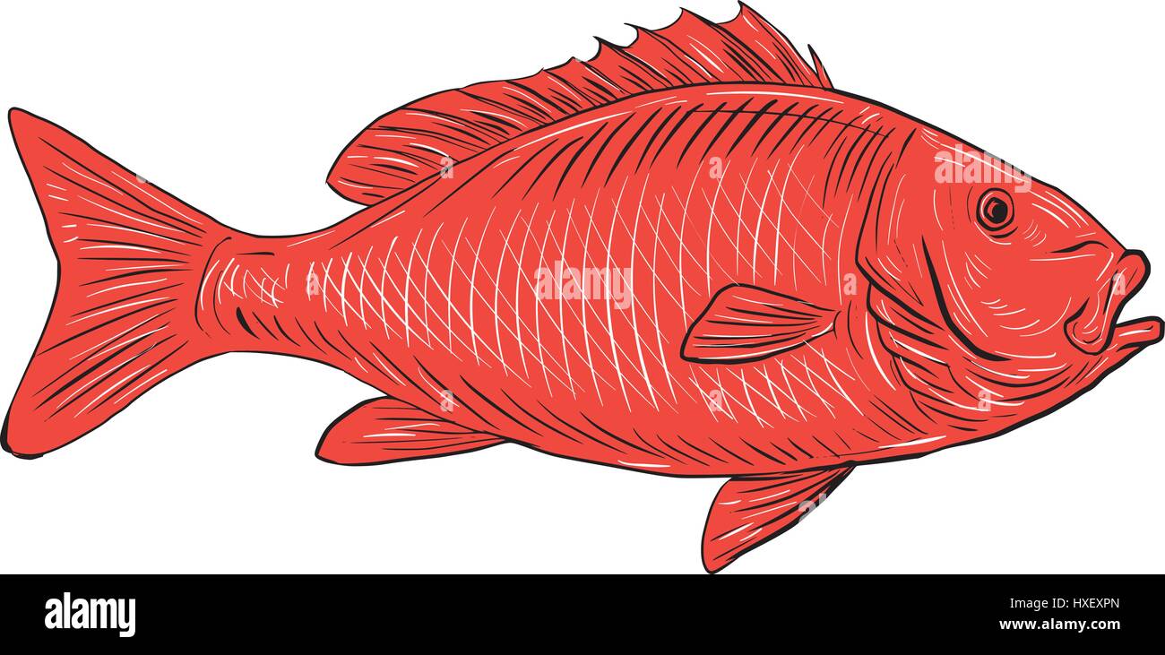White snapper fish Stock Vector Images - Alamy