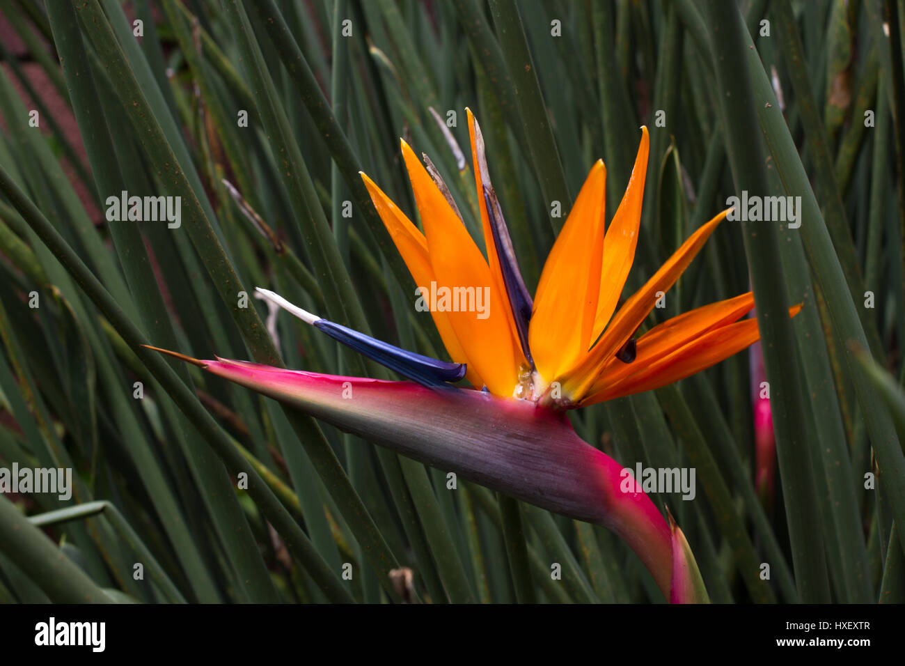 Blooming flower of Strelitzia reginae. Long orange. Strelizia. Bird of ...