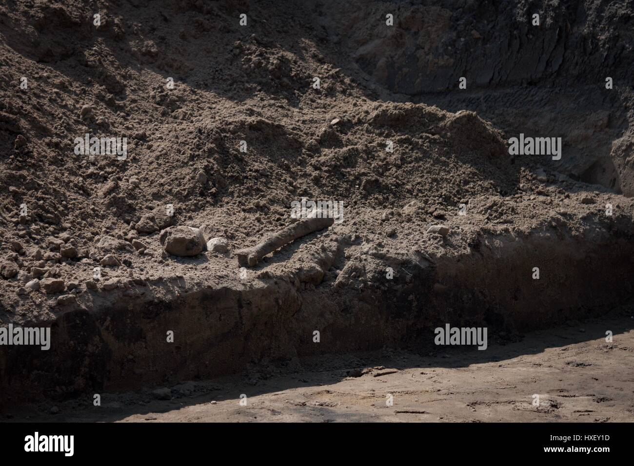 Archaeologists bones hi-res stock photography and images - Alamy