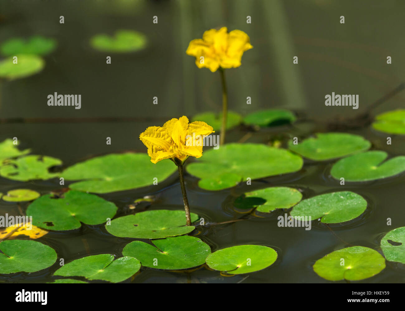 Blooming water fringe (Nymphoides peltata), Switzerland Stock Photo - Alamy