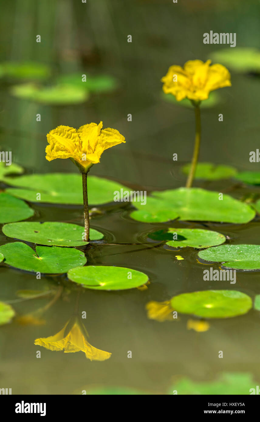 Blooming water fringe (Nymphoides peltata), Switzerland Stock Photo - Alamy
