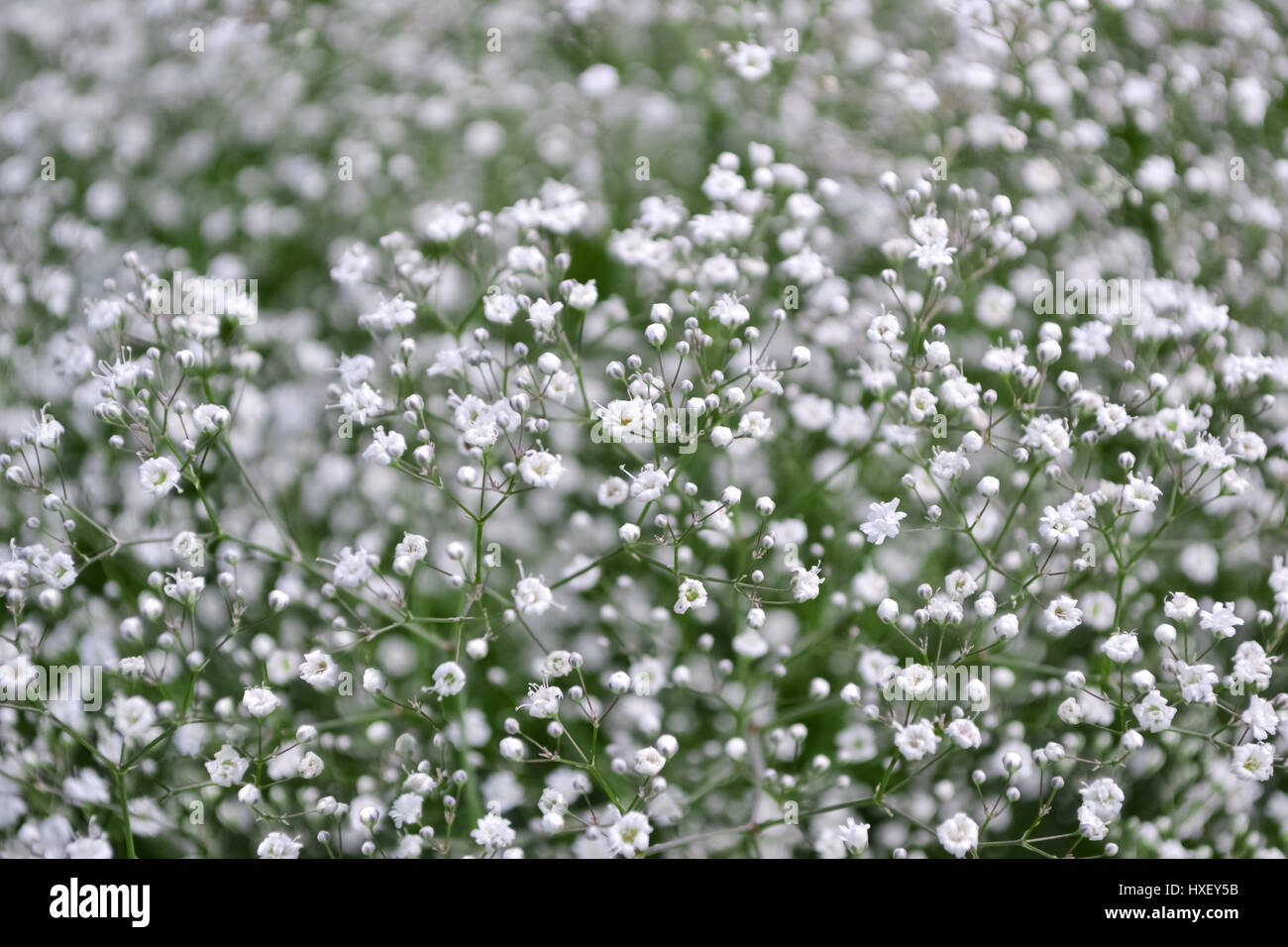Natural summer backgrounds of white flowers Stock Photo - Alamy