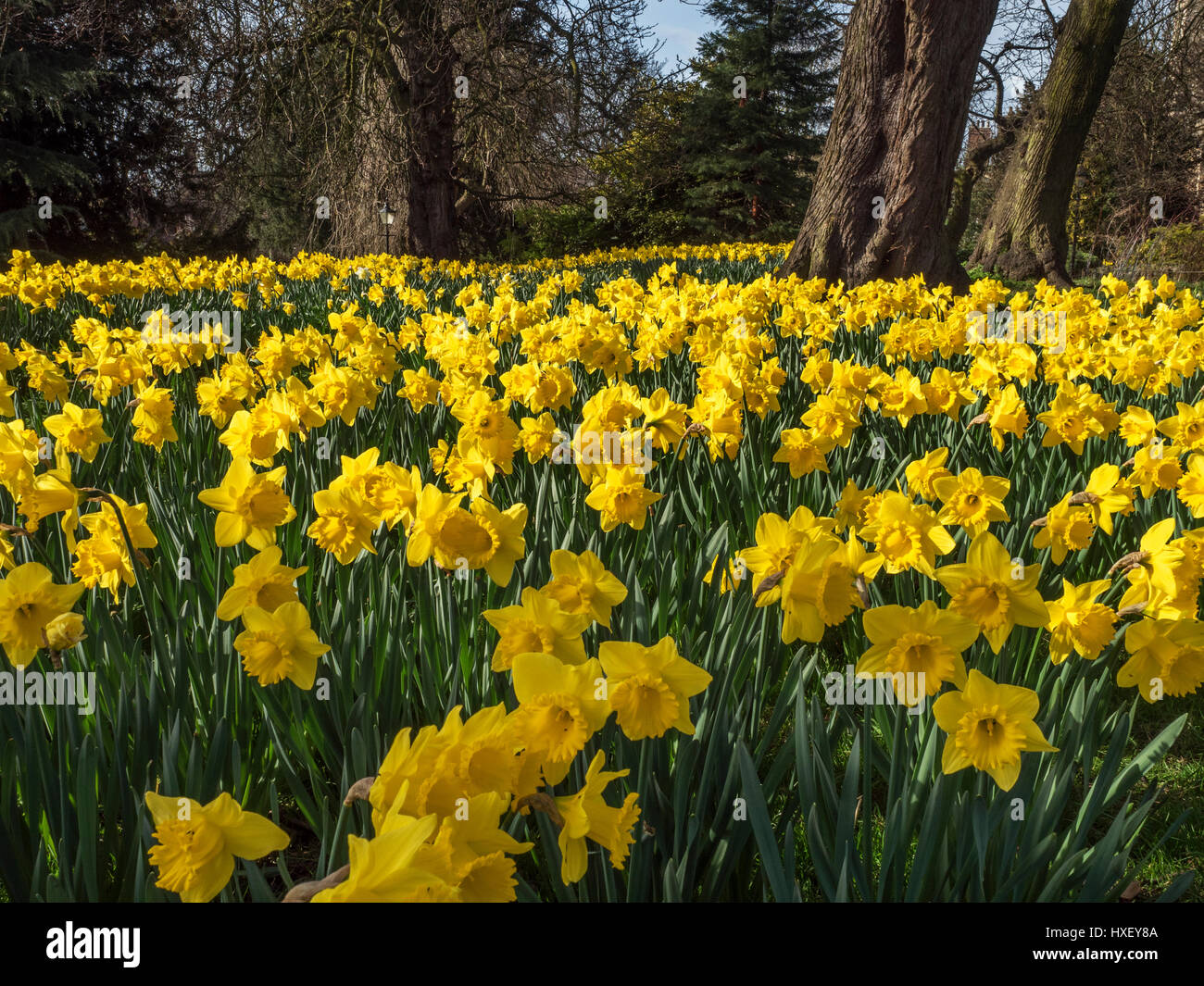 Daffodils spring park tree hi-res stock photography and images - Alamy