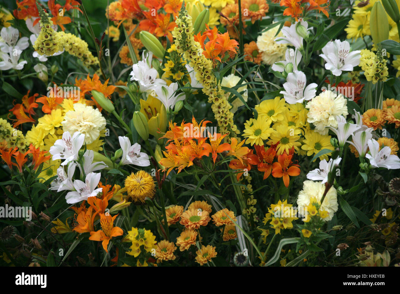 Flowers. Flower display. Full frame of colour scheme. Colourful. Golden ...