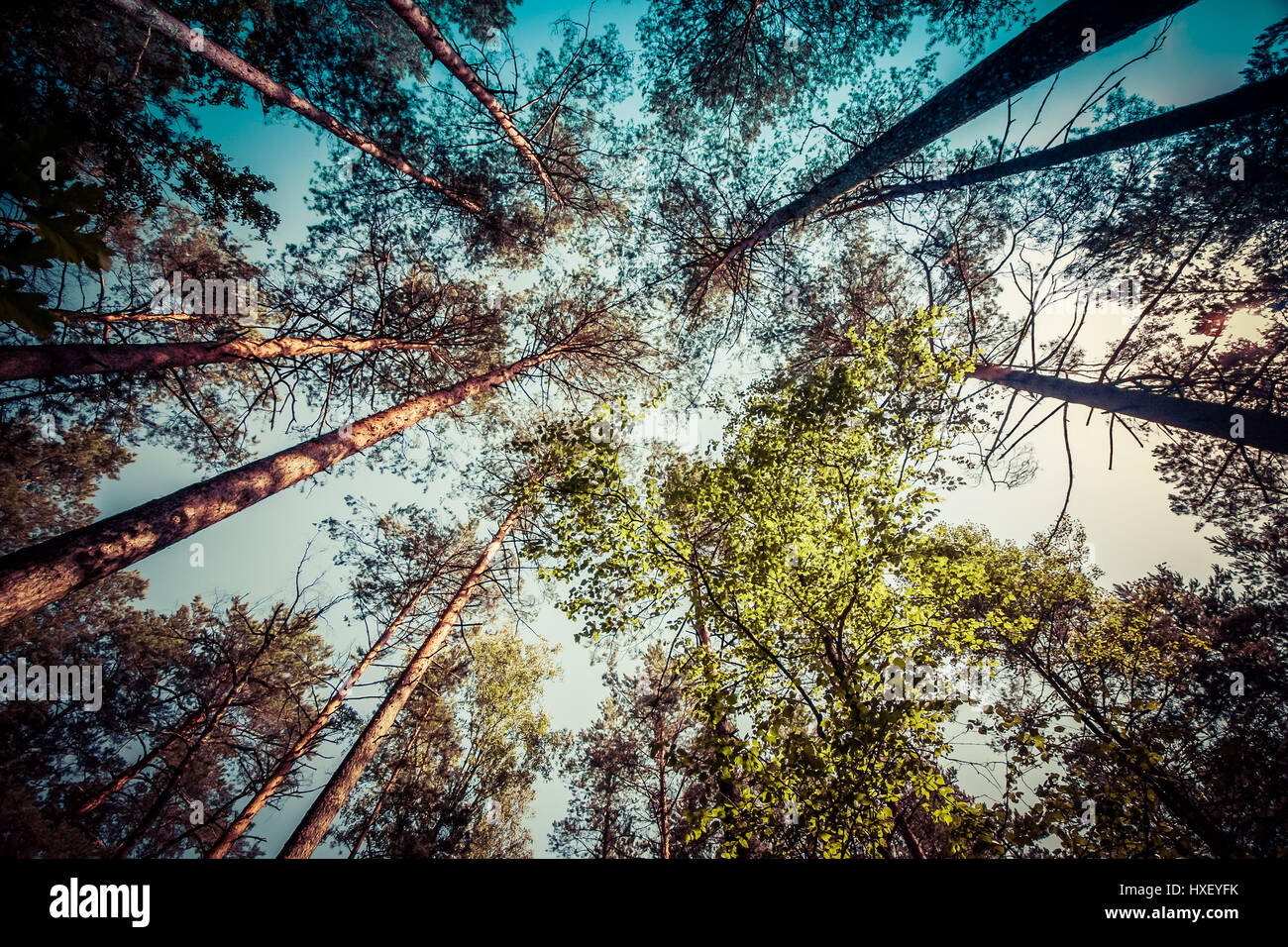 Looking up the tree hi-res stock photography and images - Alamy