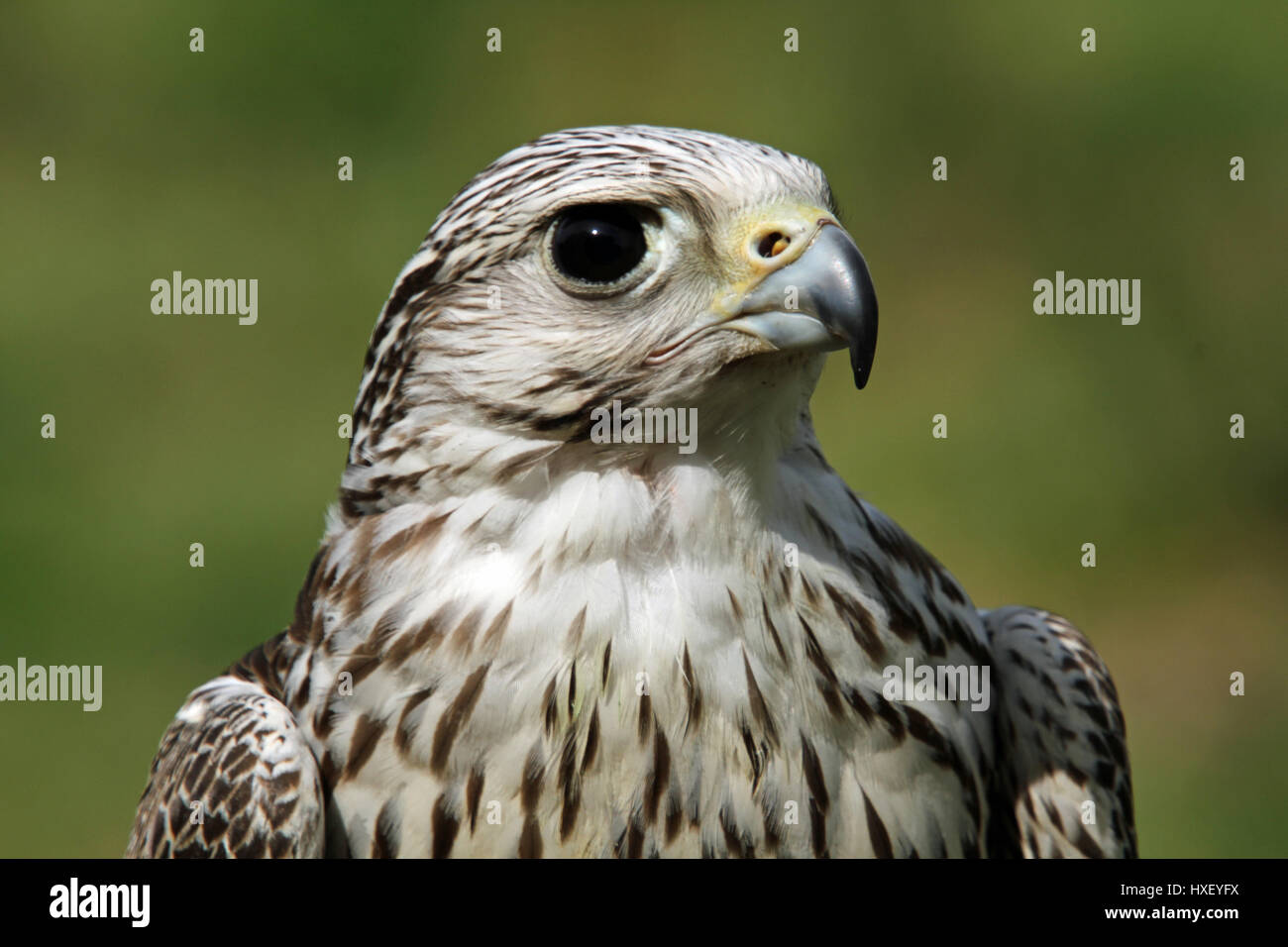 Bird of Prey sitting on a perch Stock Photo - Alamy