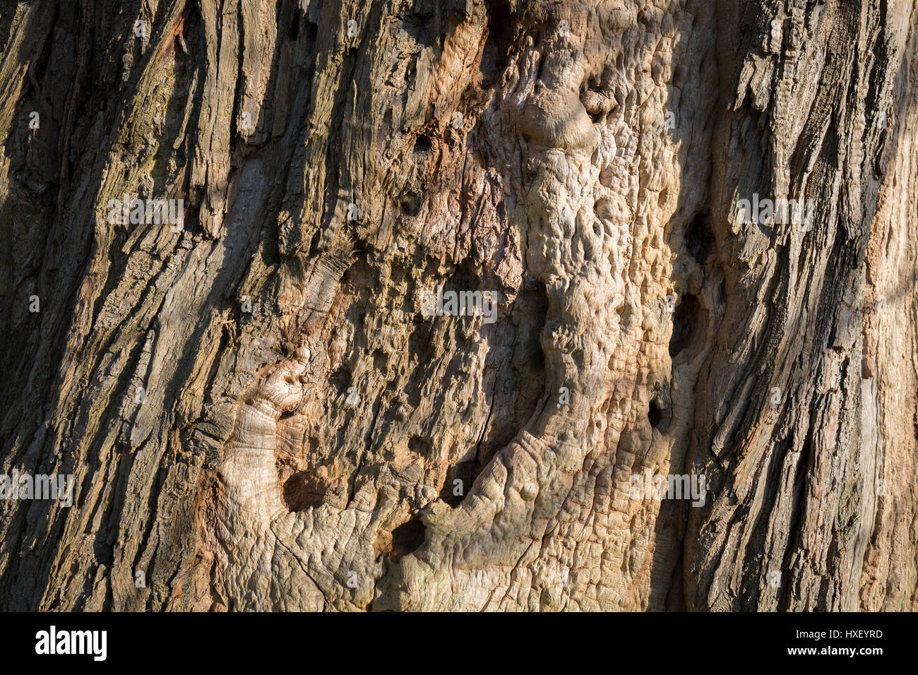 One of scarred Chestnut trees, remains of a wood on the Waterloo ...