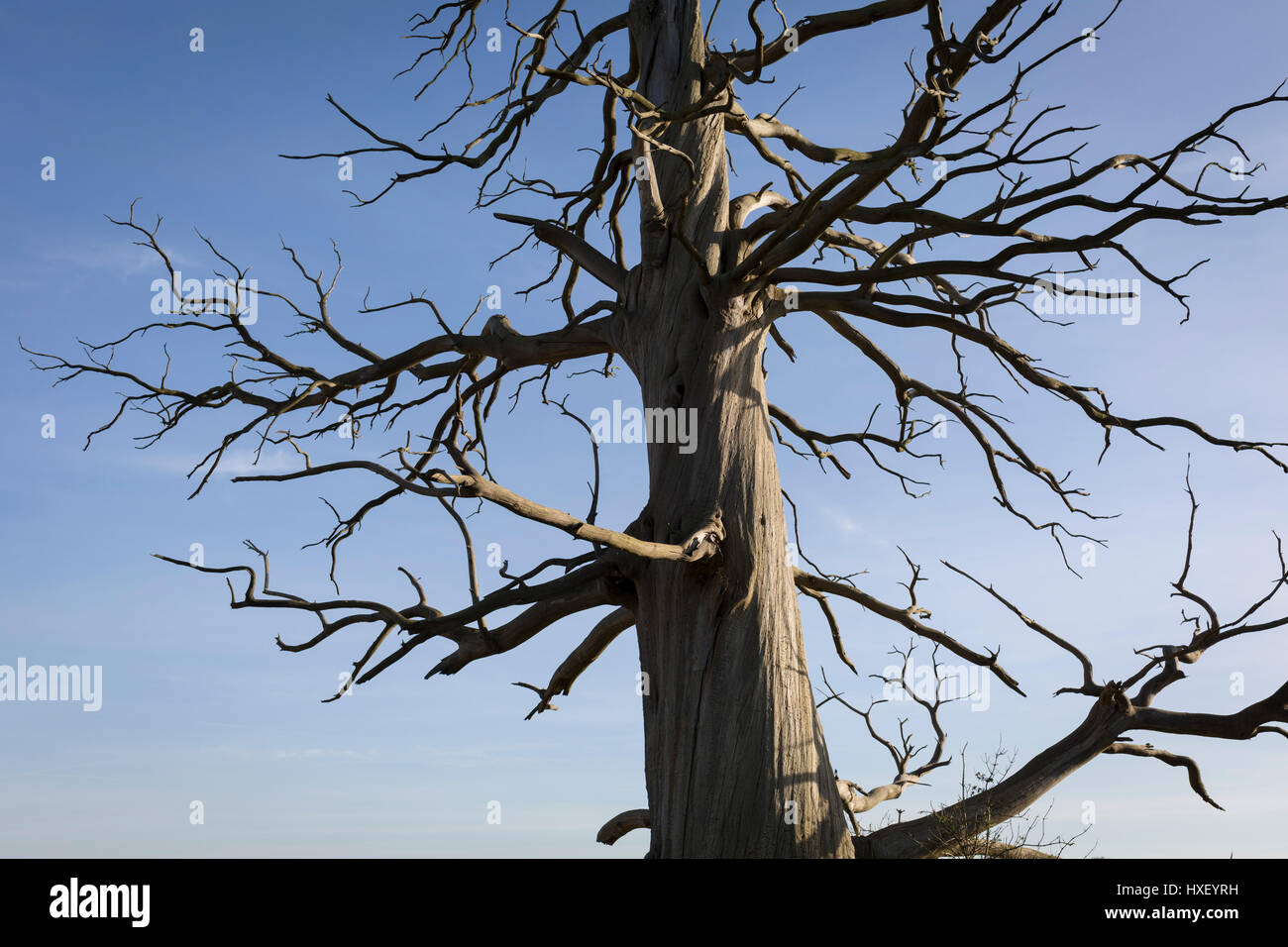 Some the dead at the battle waterloo hi-res stock photography and ...