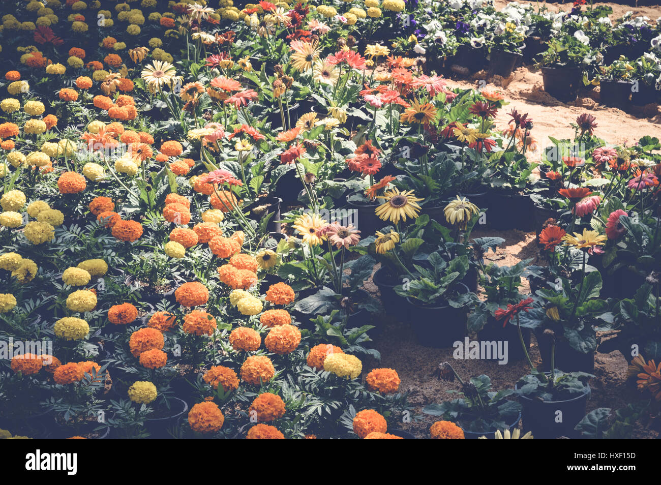 colorful marigold flowers background Stock Photo - Alamy