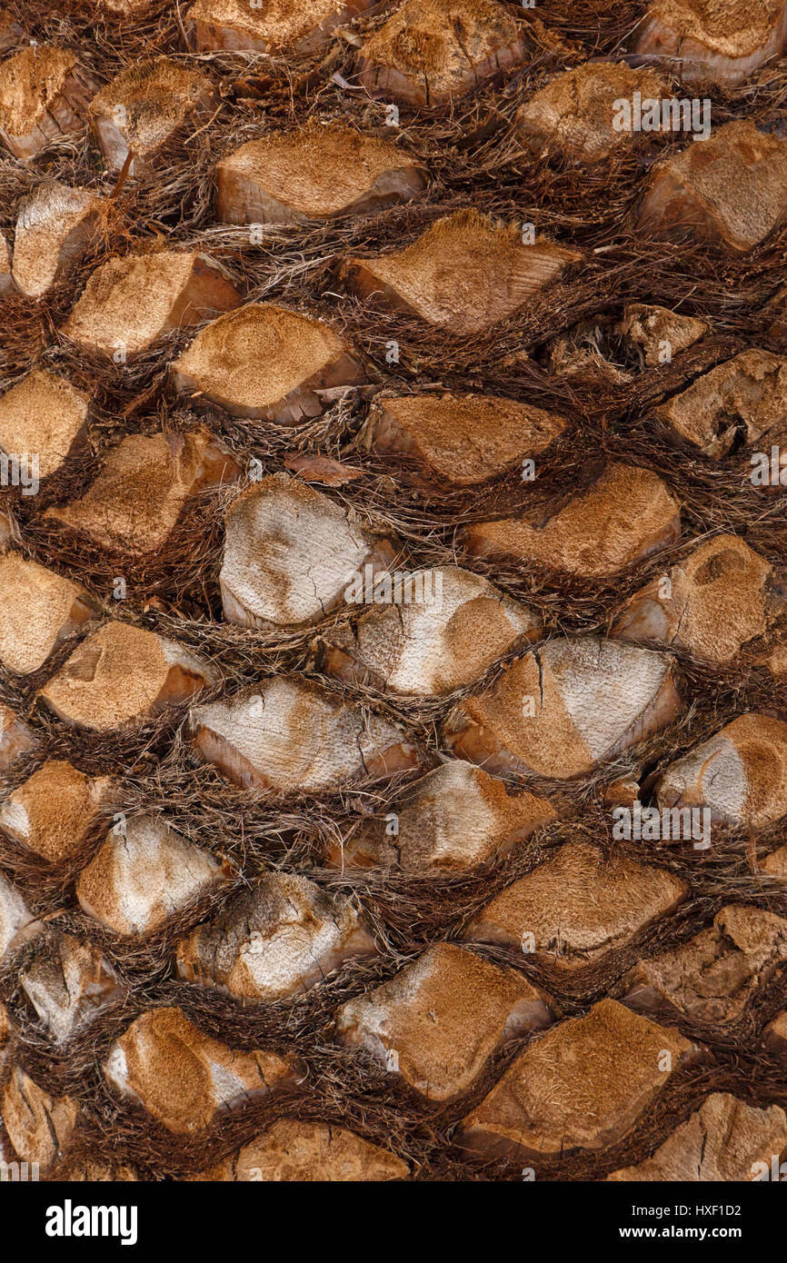 Pineapple tree hi-res stock photography and images - Alamy