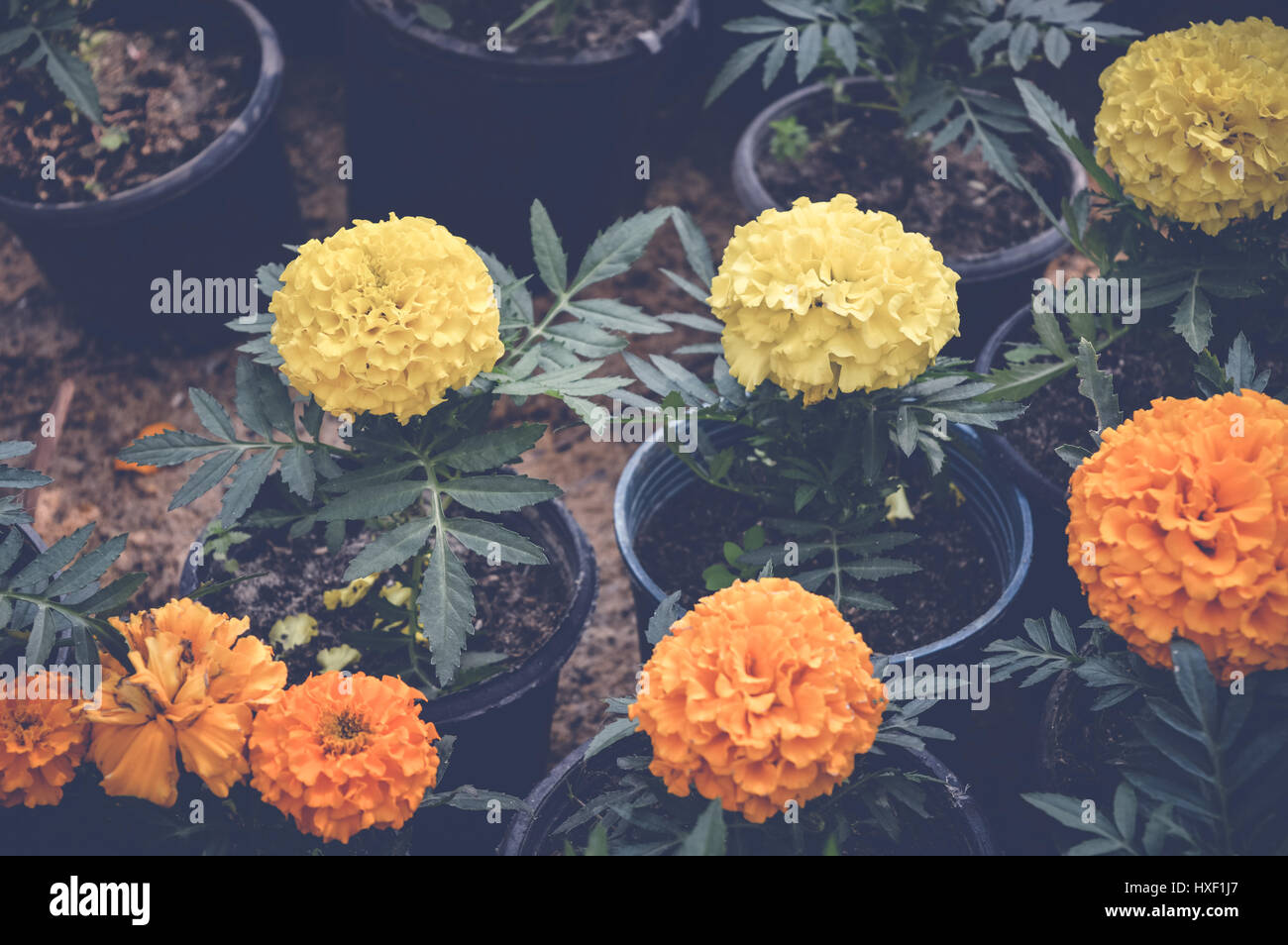 marigold flowers background Stock Photo - Alamy
