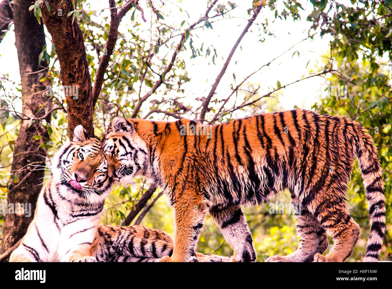 two wild tigers embracing in wildlife Stock Photo - Alamy